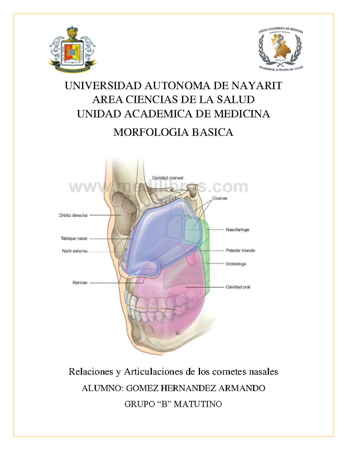 Morfologia Tarea - Cornetes inferiores - UNIVERSIDAD AUTONOMA DE ...