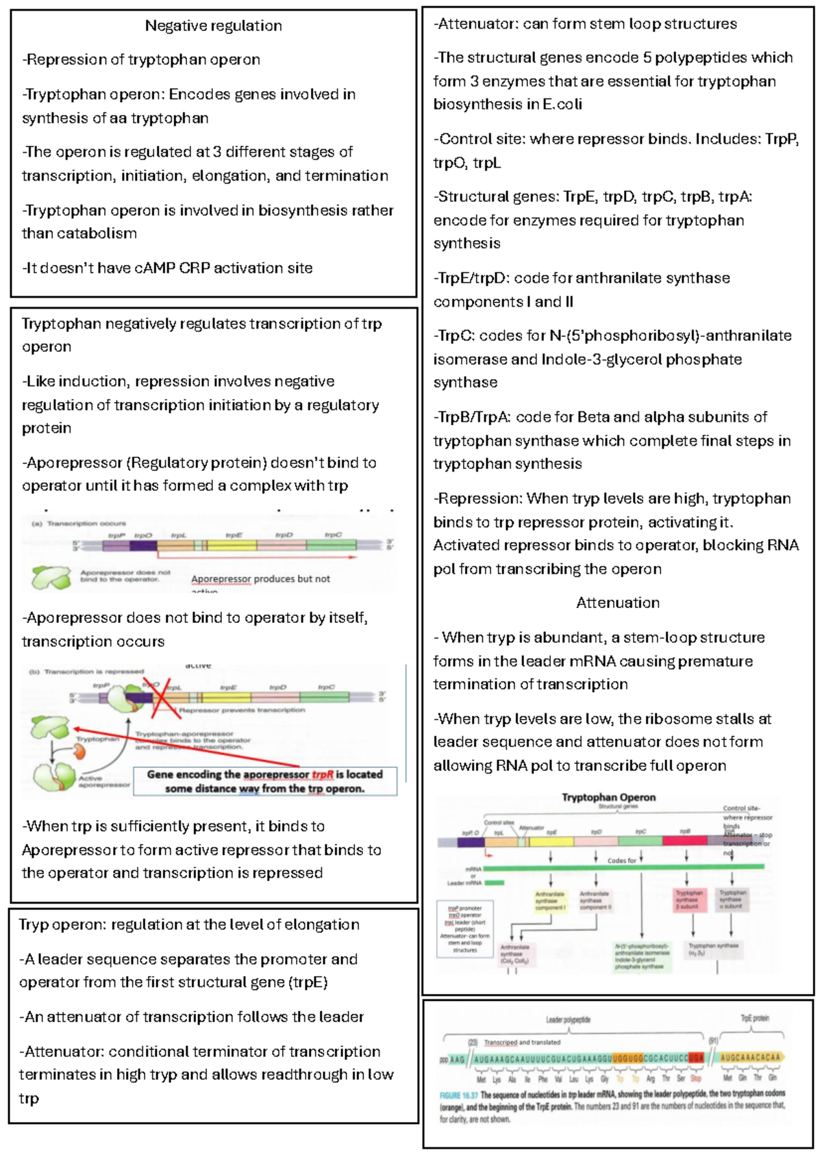 M1 - Lecture notes - Negative regulation Repression of tryptophan ...