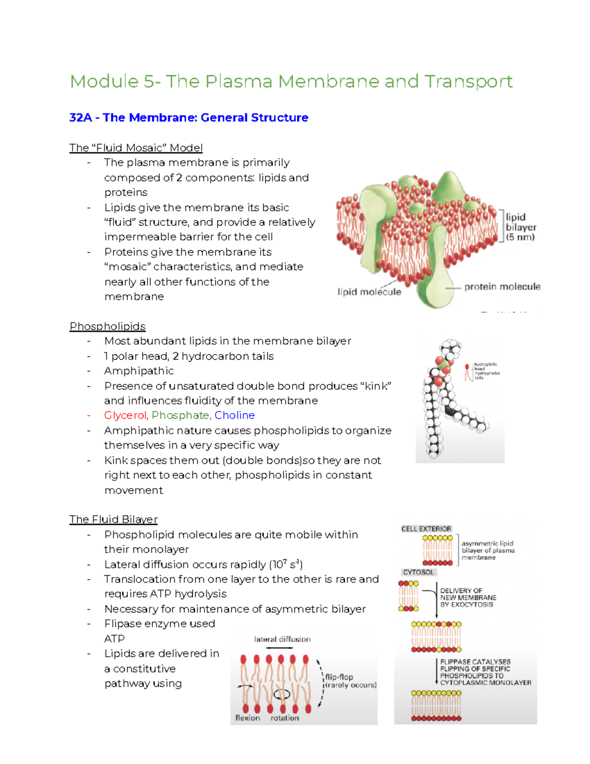 Module 5- The Plasma Membrane and Transport - Module ̋- The Plasma ...