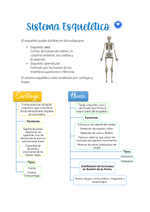 Generalidades DE Sistema Digestivo Y Esofago - VÍSCERAS ABDOMINALES ...