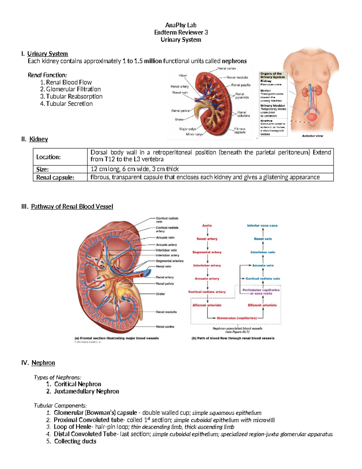 Anatomy and Physiology Laboratory Urinary System - AnaPhy Lab Endterm ...