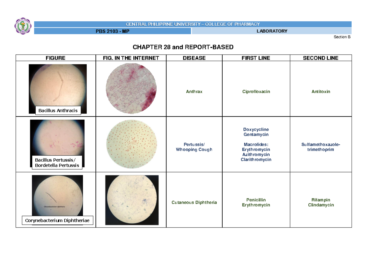 Bacteria - LAB EXAM - mICROBIOLOGY - PBS 2103 - MP LABORATORY Section B ...