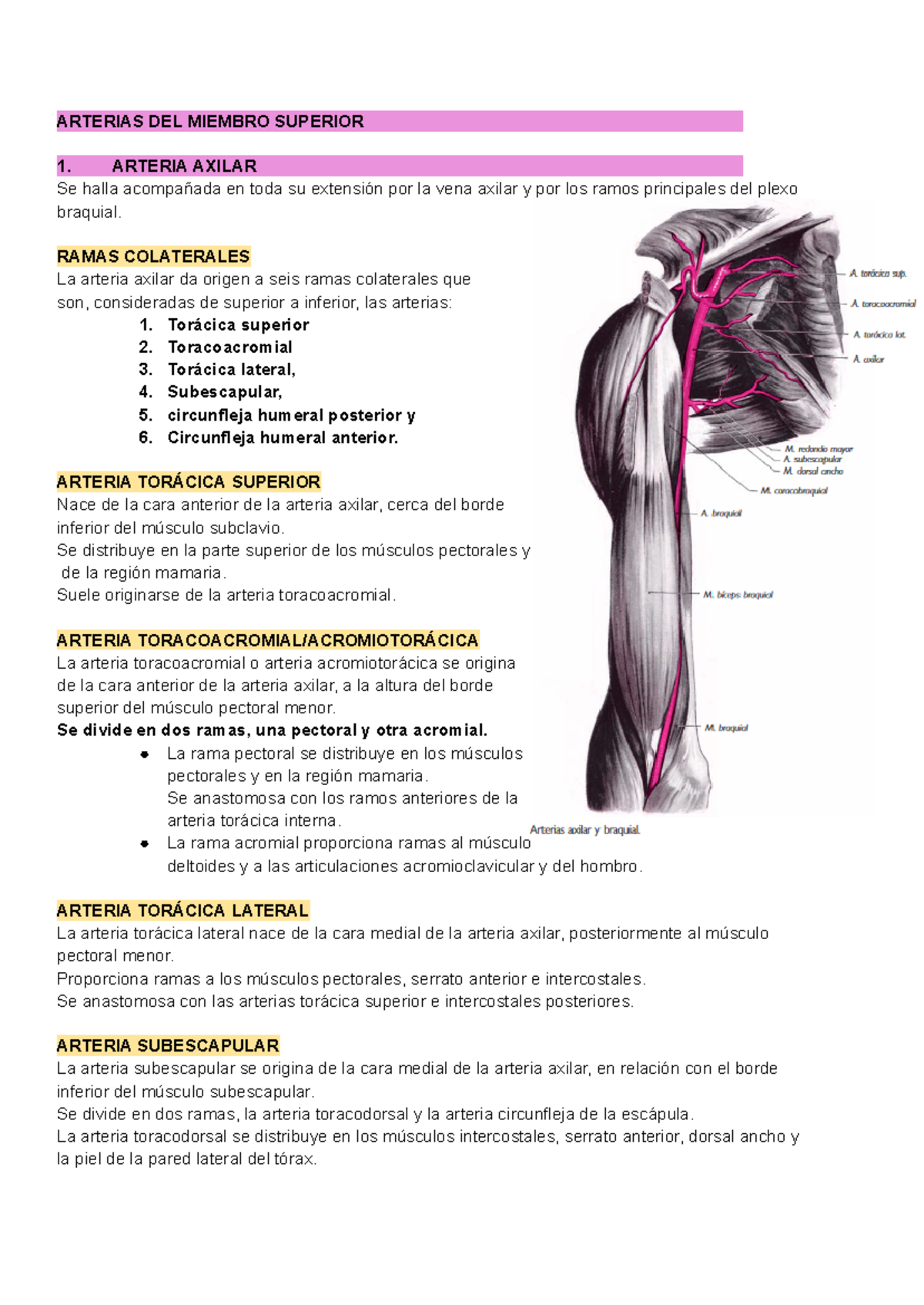 Arterias Miembro Superior - ARTERIAS DEL MIEMBRO - Studocu