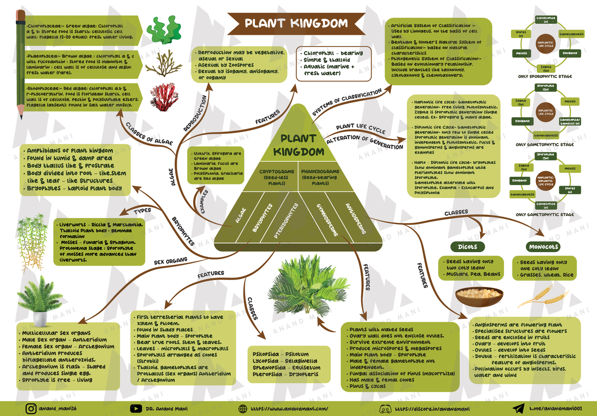 A3 Plant Kingdom - PLANT KINGDOM CRYPTOGRAMS (Seed-less plants ...