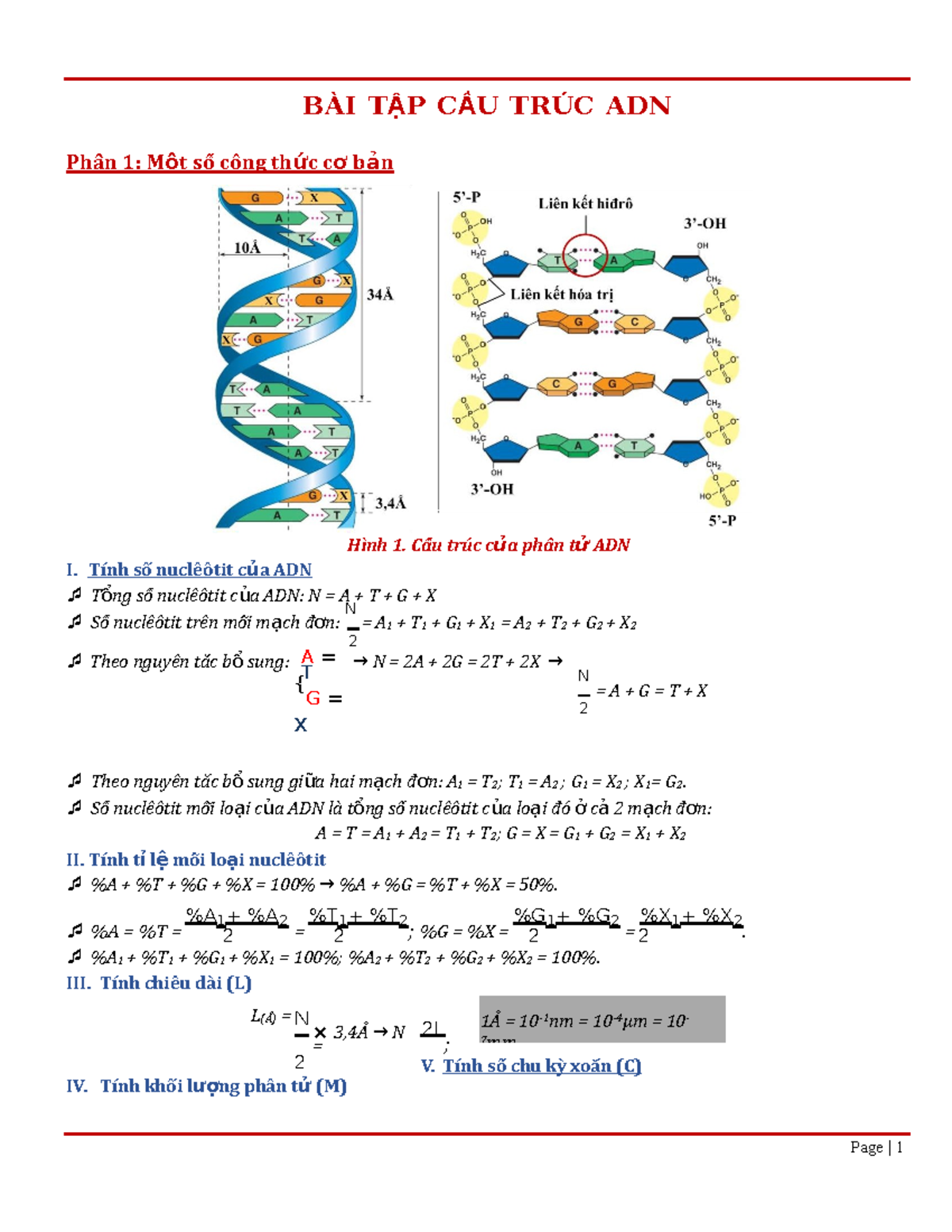 Bai tap ADN HS - fca - Page | 1 BÀI TẬP CẤU TRÚC ADN Phầần 1: M ột sốố cống th ức c ơ b ản Hình ...