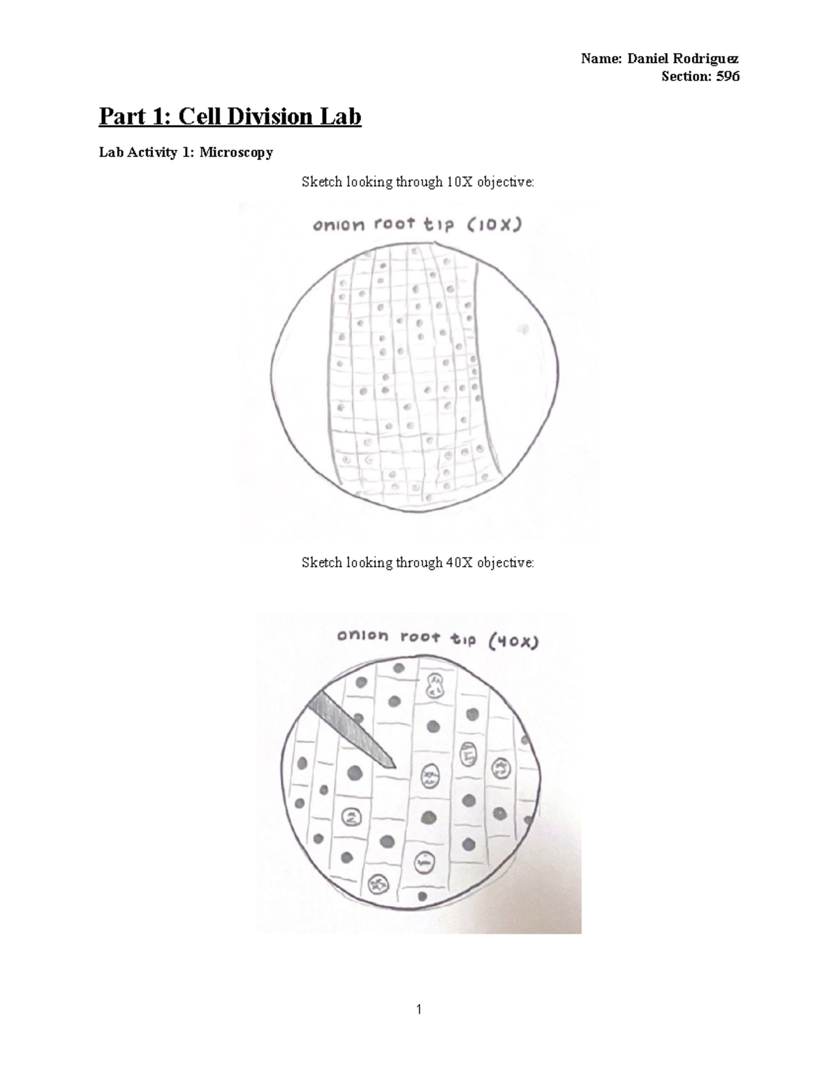 Cell division heredity part one - Name: Daniel Rodriguez Section: 596 ...