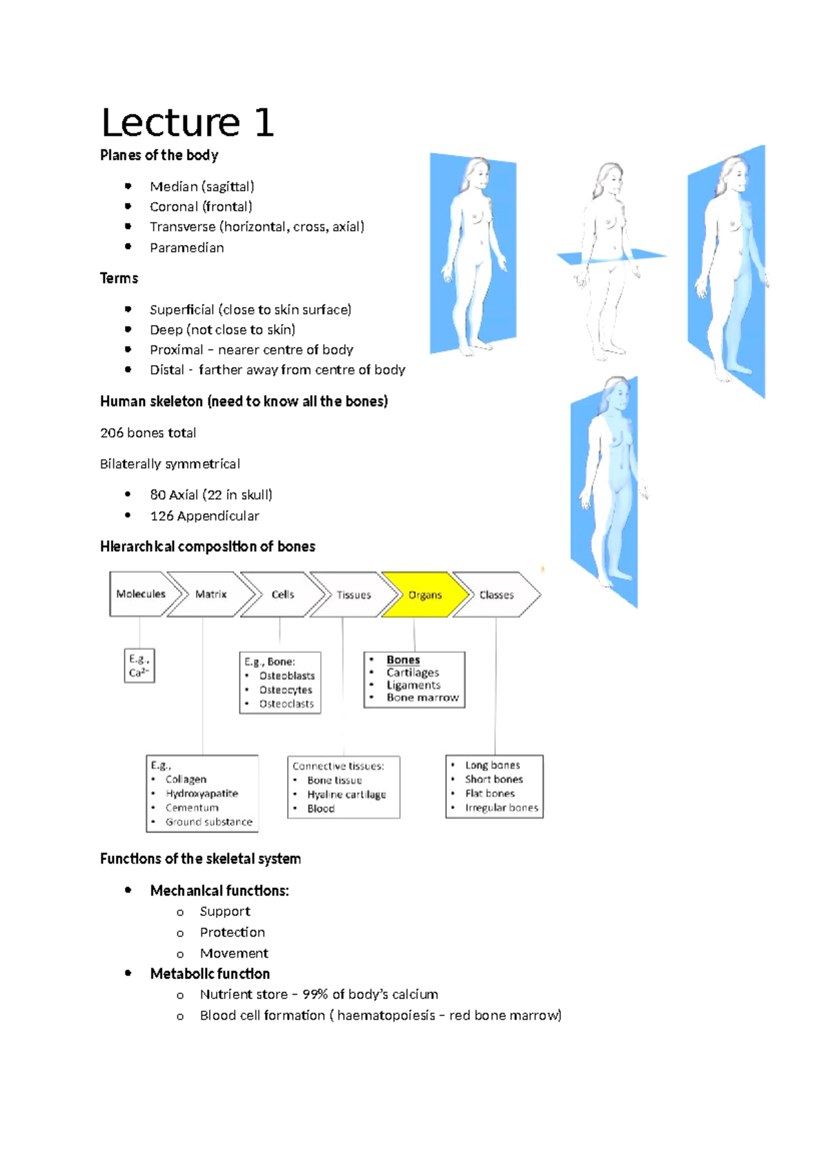 Lecture 1 - Lecture 1 Planes of the body Median (sagittal) Coronal ...