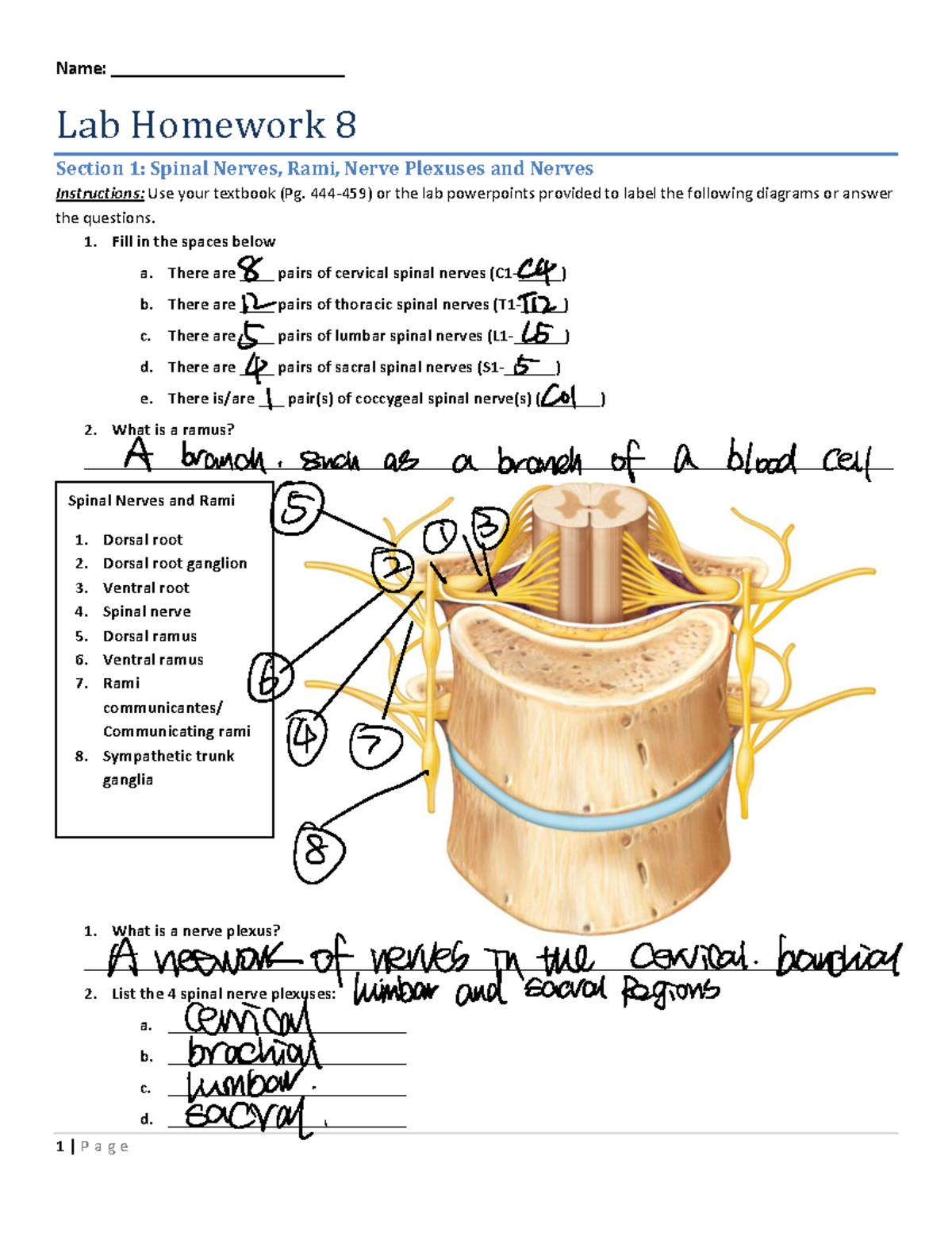 ANAT 1 Lab Homework 8 - all good - Lab Homework 8 Section 1: Spinal ...