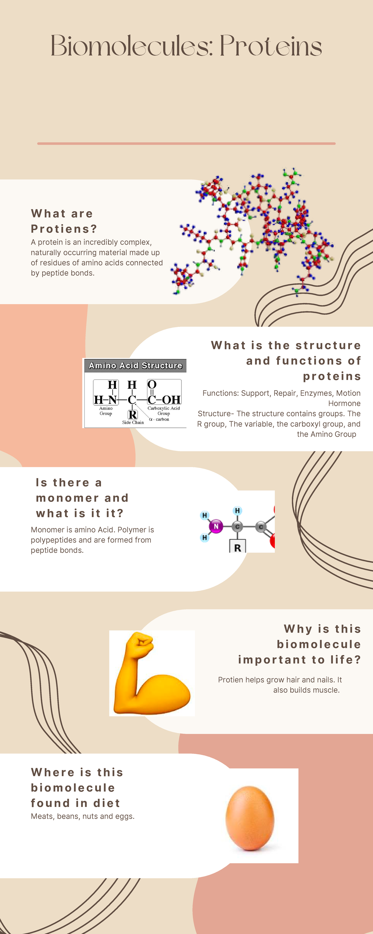 Biomolecules Proteins - Functions: Support, Repair, Enzymes, Motion ...