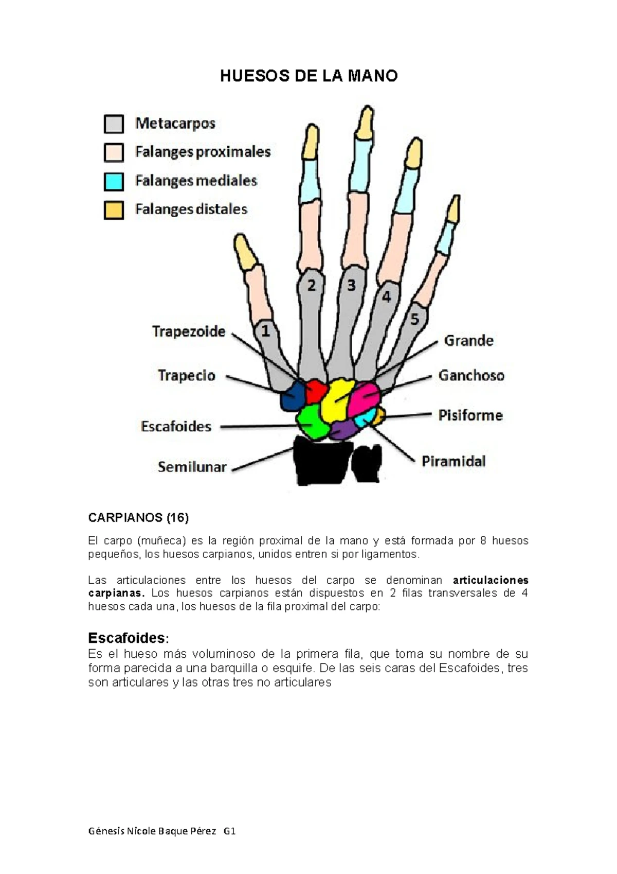 Grupo 5 Morfología Generalidades Del Esmalte Dental Composición