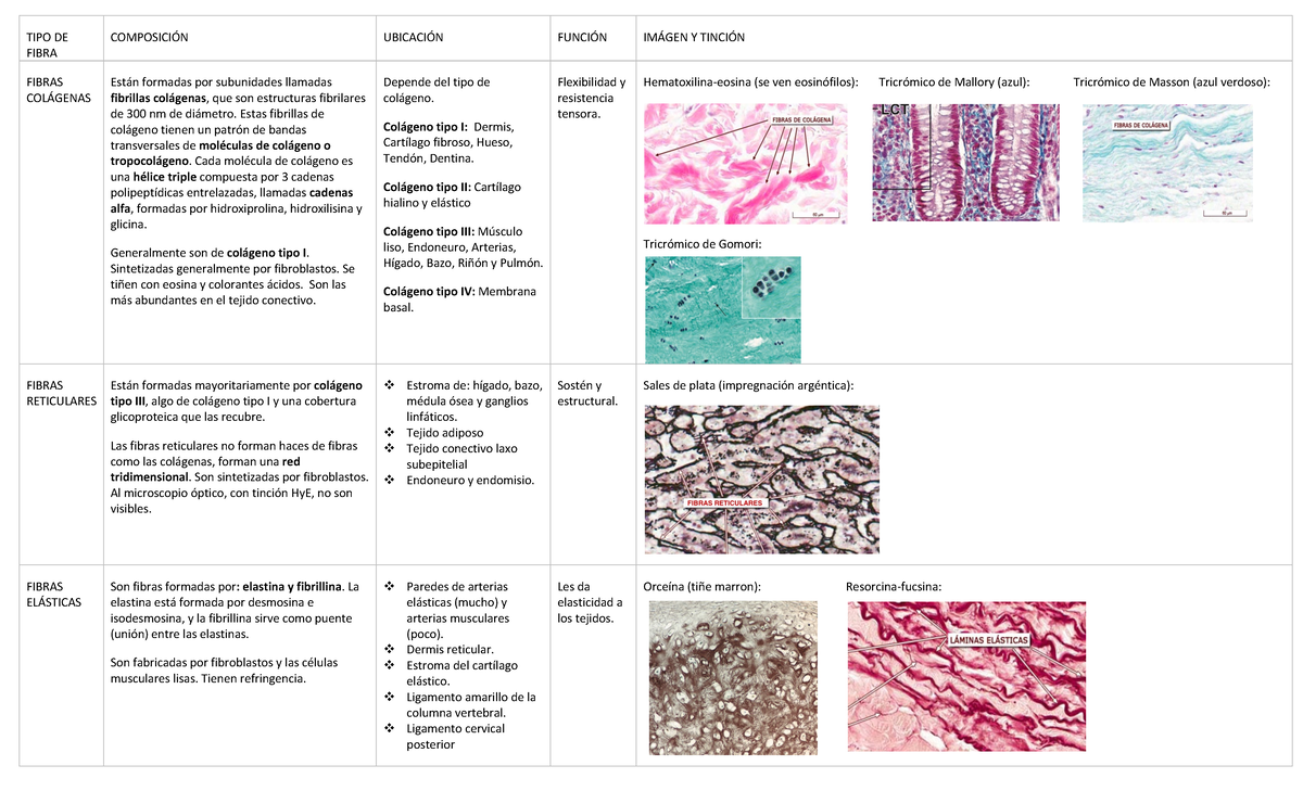Tejido conectivo - TIPO DE FIBRA COMPOSICIÓN UBICACIÓN FUNCIÓN IMÁGEN Y ...
