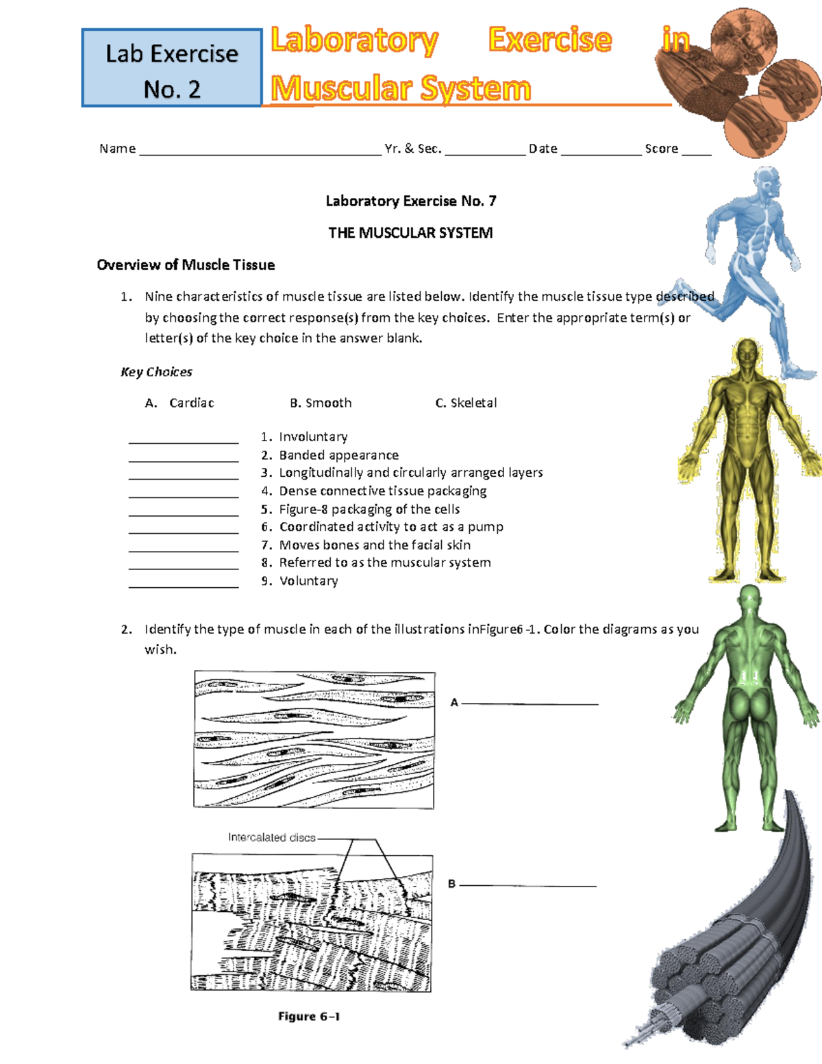 Muscular System Lab Exercise - Laboratory Exercise No. 7 THE MUSCULAR SYSTEM Overview of Muscle ...