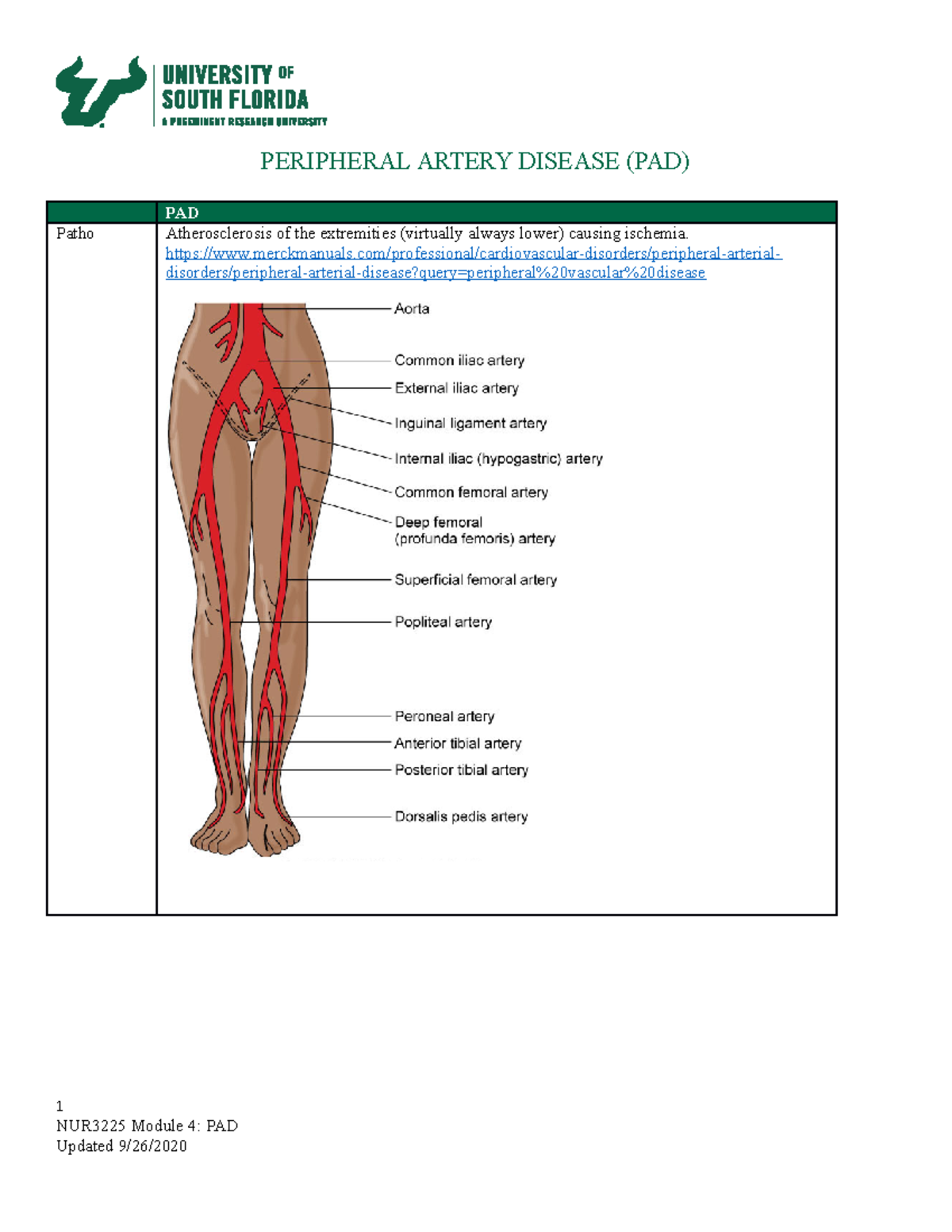 PAD PCW Student - PAD pre class worksheet - PERIPHERAL ARTERY DISEASE ...
