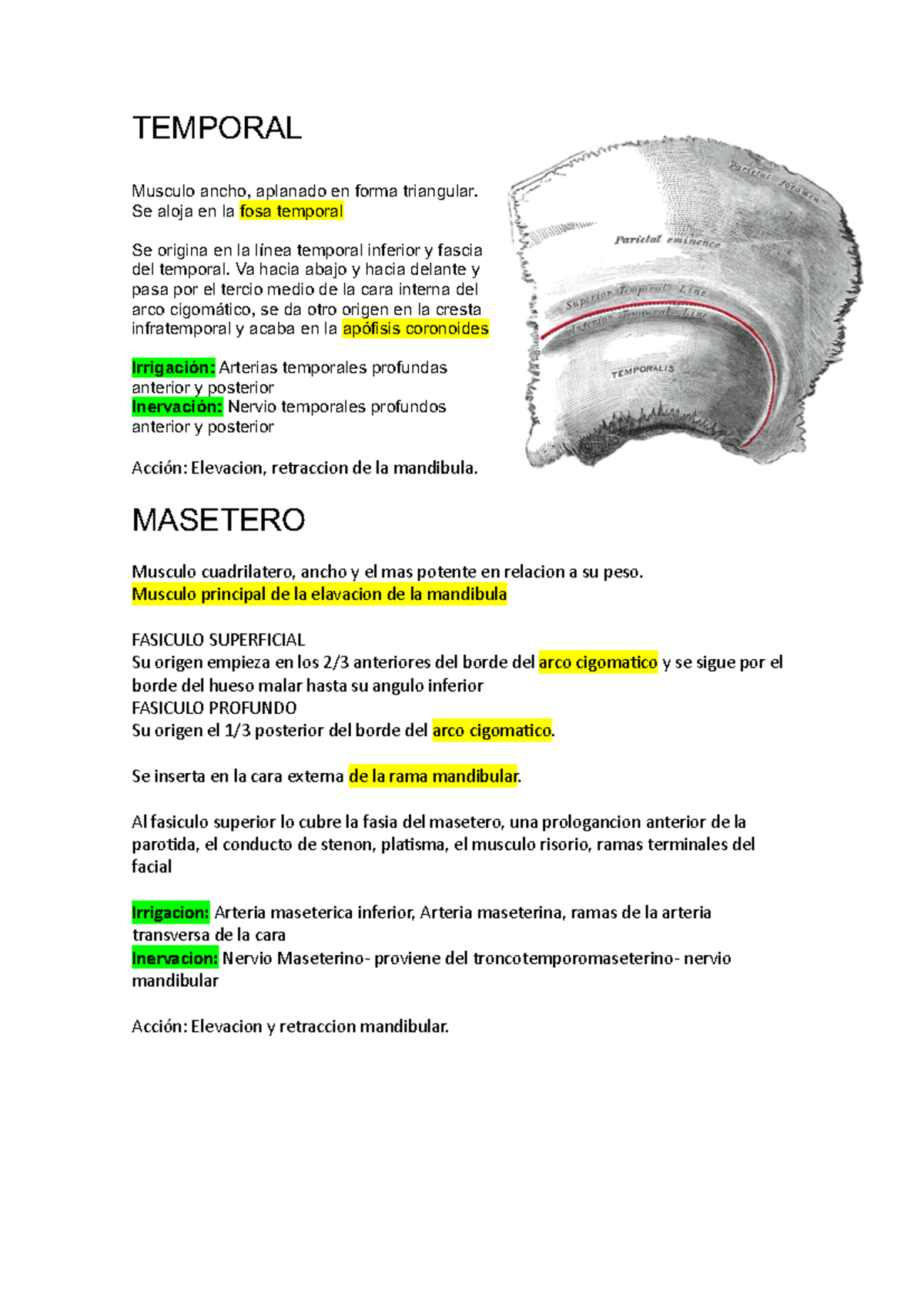 Temporal - TEMPORAL Musculo ancho, aplanado en forma triangular. Se ...