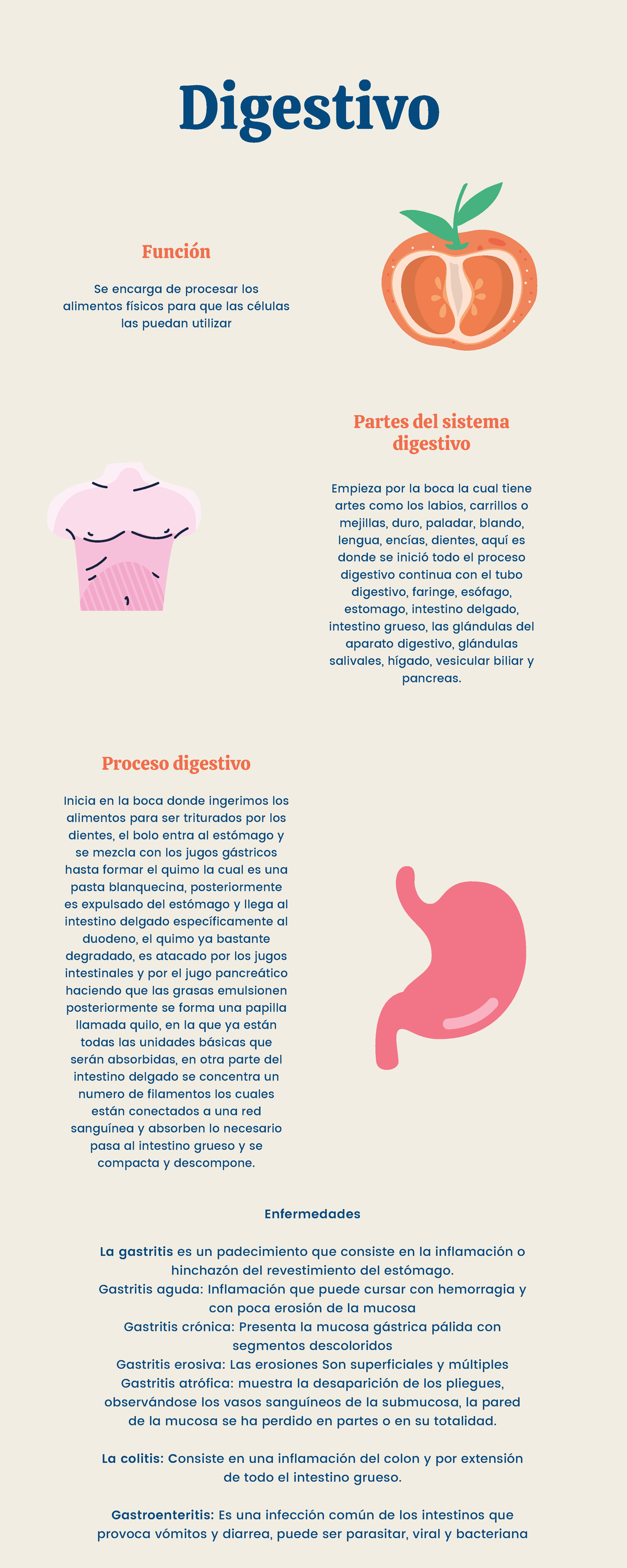 Sistema digestivo, como es?, cuál es su función? y a que se expone ...