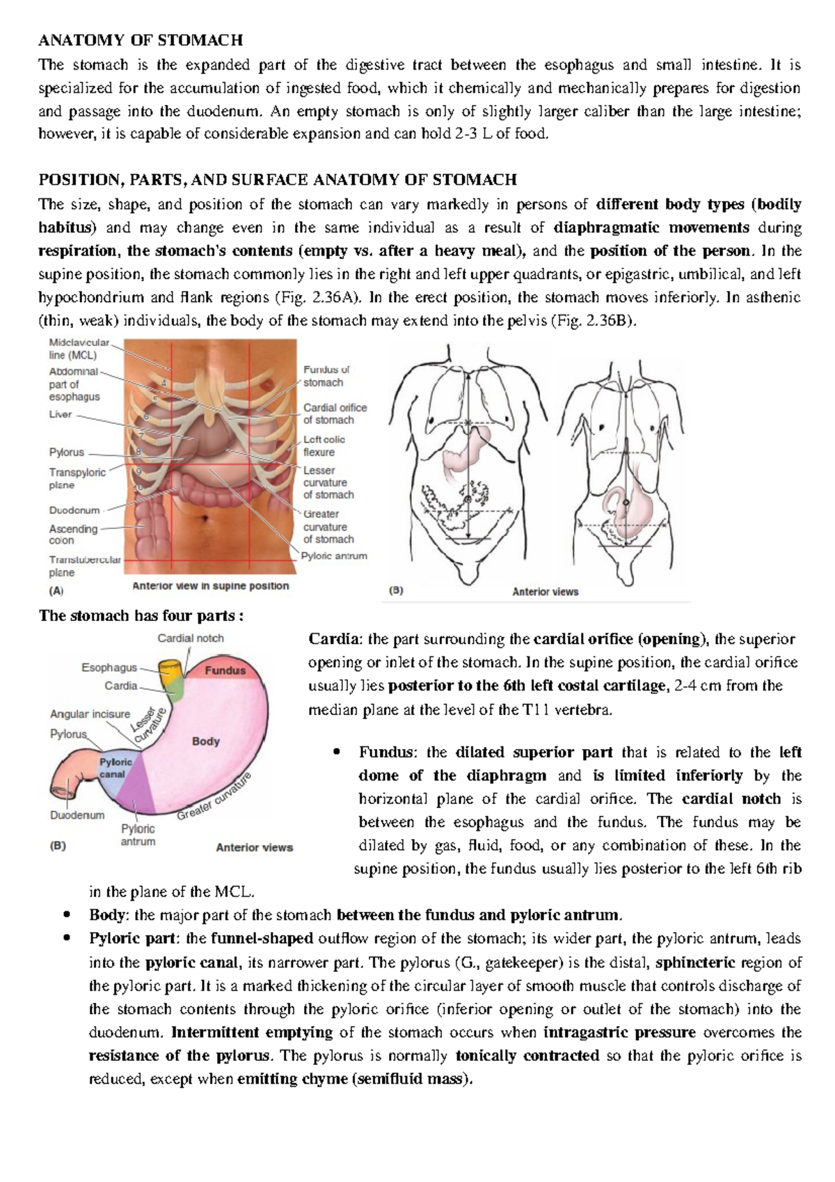 Stomachanat - Covers the anatomy and physiology of the stomach ...