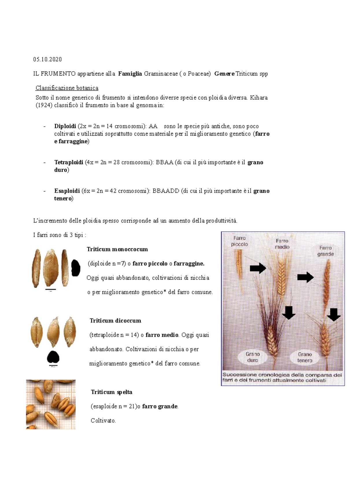 coltivazioni erbacee - 05. IL FRUMENTO appartiene alla Famiglia ...