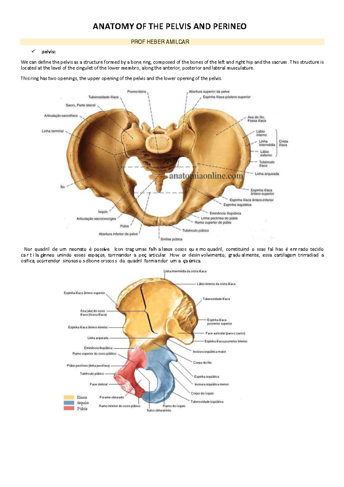 Anatomy OF THE Pelvis AND Perineo - ANATOMY OF THE PELVIS AND PERINEO ...