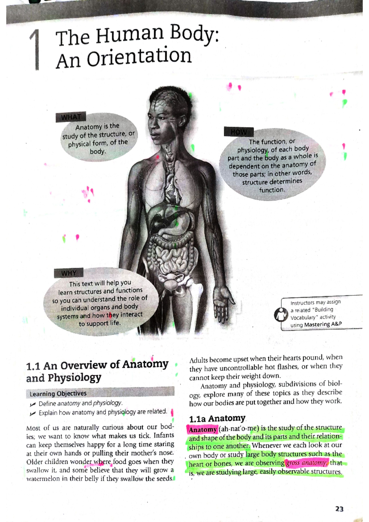Anaphy chap 1 anatomy - other - 1 The Human Body: An Orientation WHAT ...