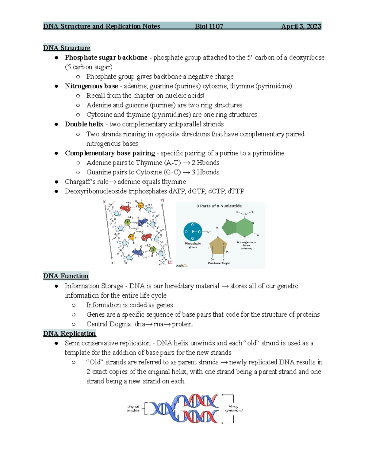 DNA Structure and Replication Notes - DNA Structure Phosphate sugar ...