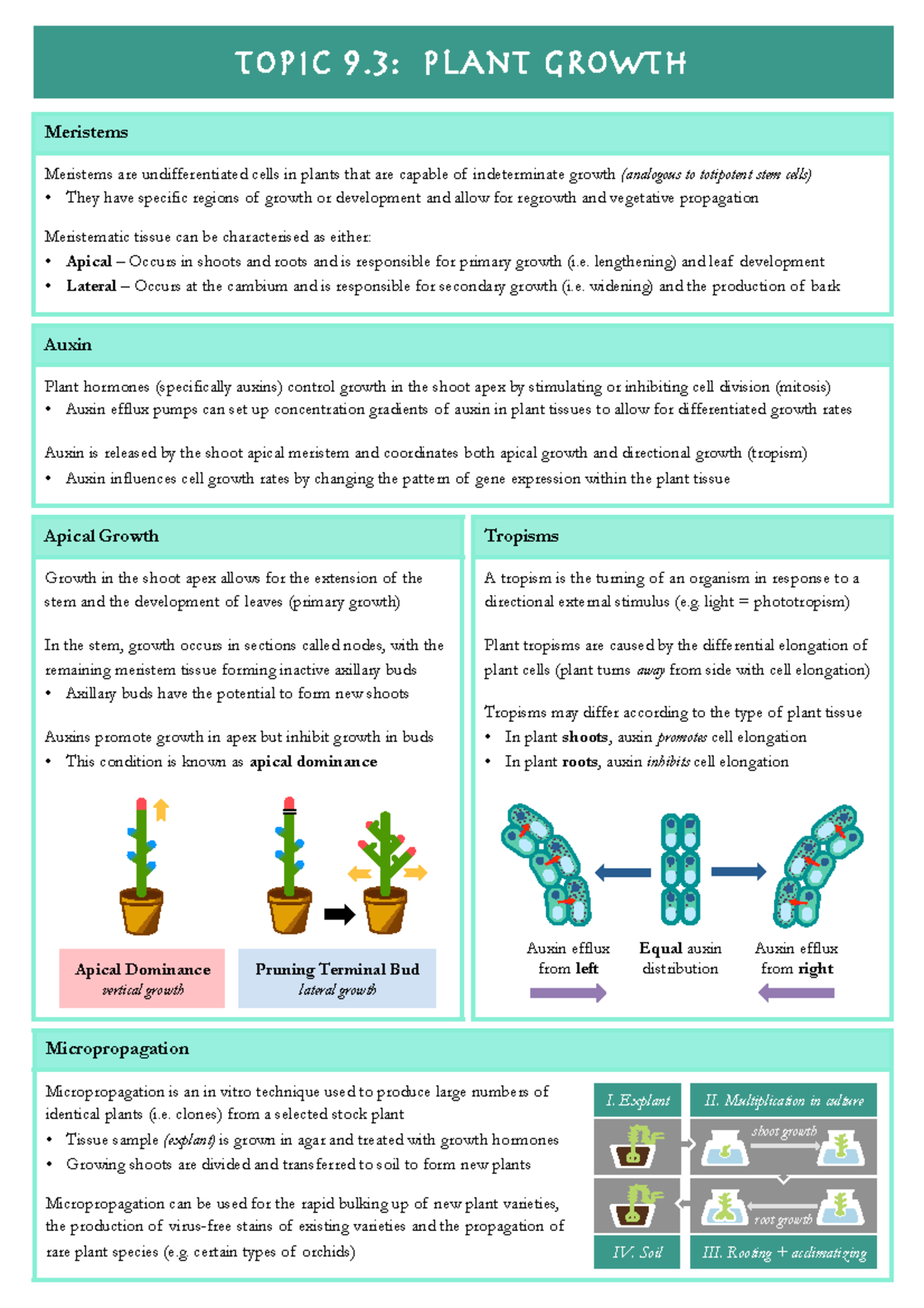 9.3 Plant Growth - EWEWEW - Apical Growth Growth in the shoot apex ...