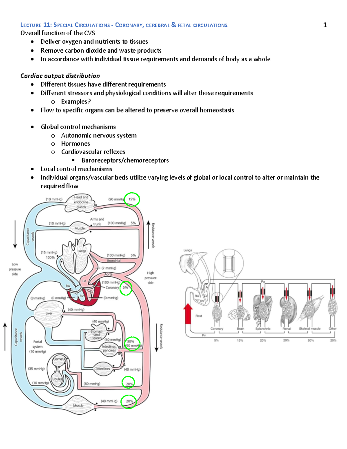 Lecture 11- Special Circulations - Overall function of the CVS ...