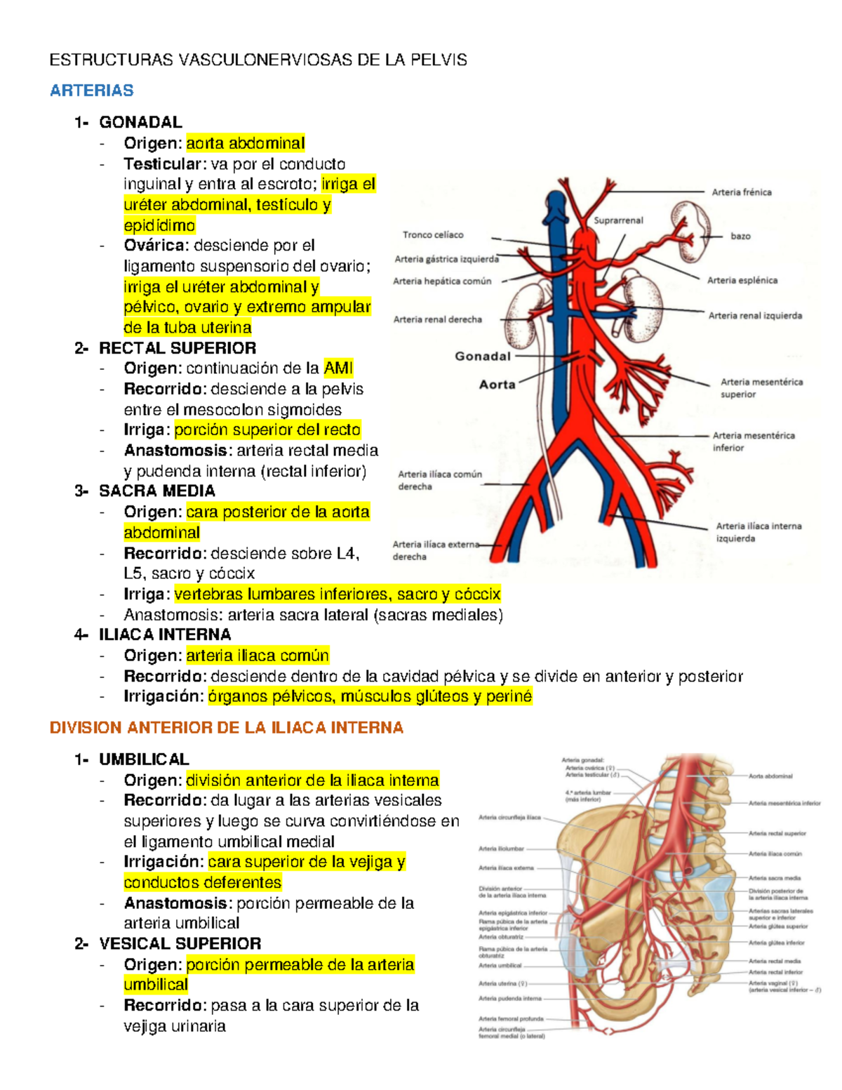 180458 - reumen - ESTRUCTURAS VASCULONERVIOSAS DE LA PELVIS ARTERIAS 1 ...