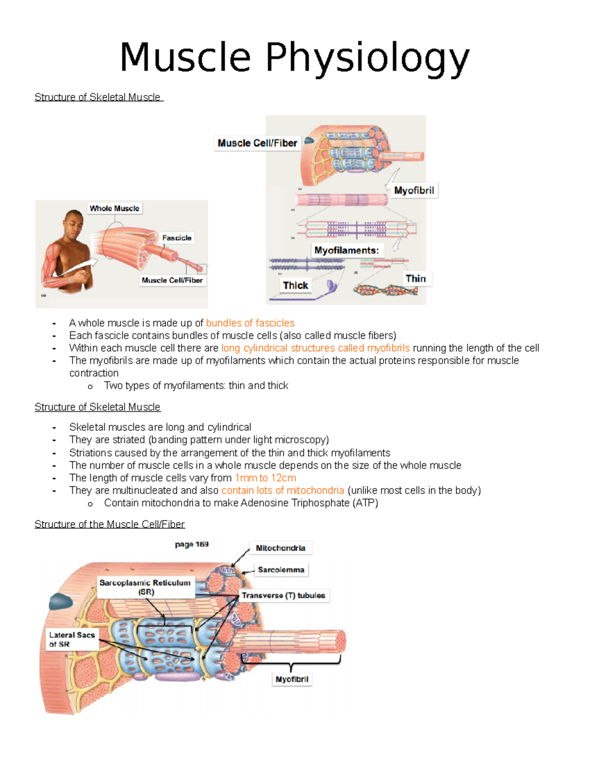 4 - Muscle Physiology - Muscle Physiology Structure of Skeletal Muscle ...