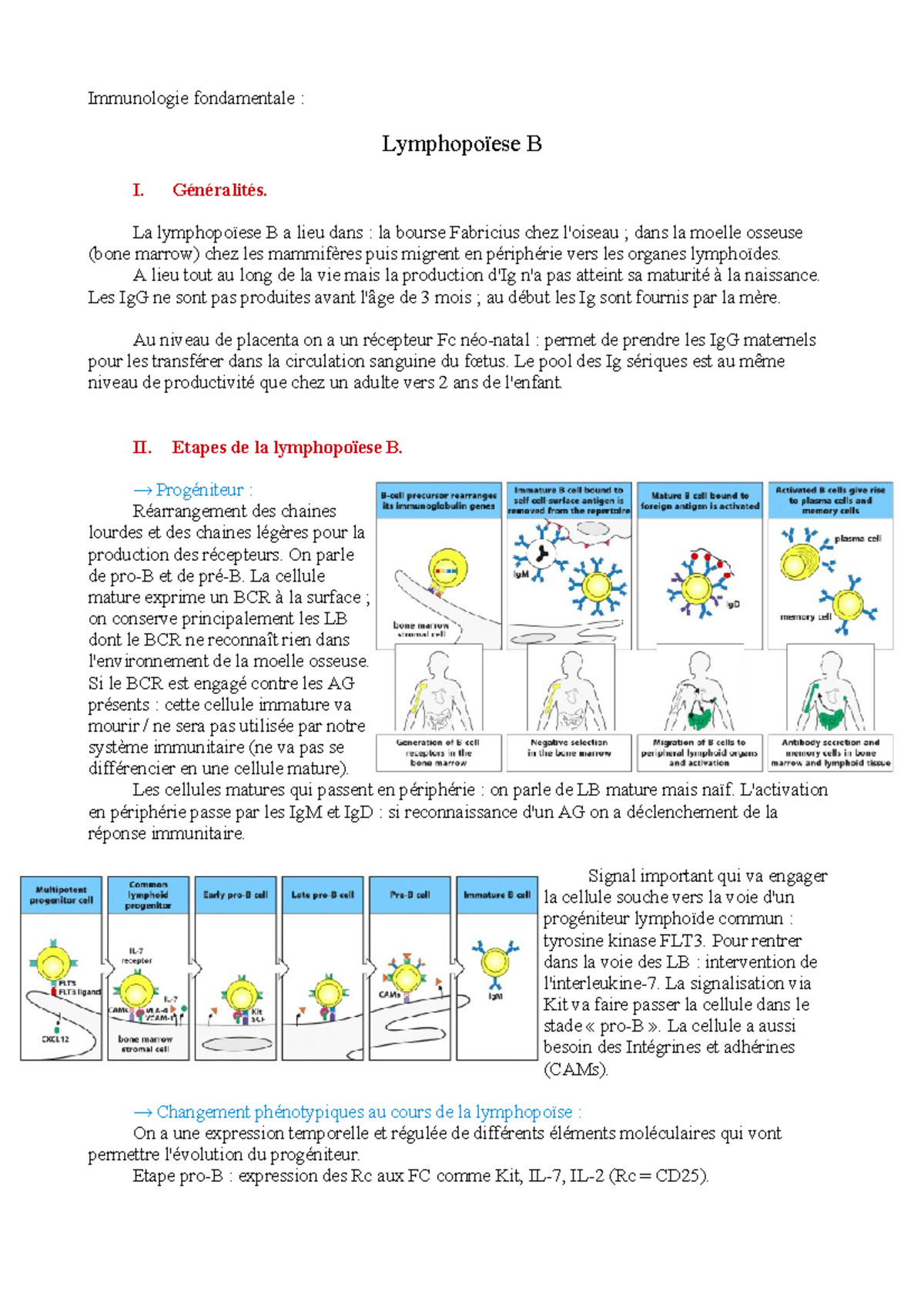 10 - Lymphopoiese B - Notes de cours 10 - Immunologie fondamentale ...