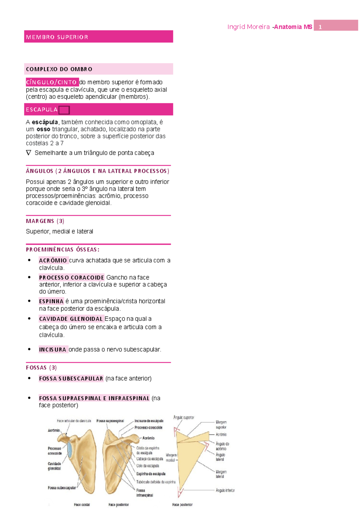 Resumo MS - Anatomia de membro superior - MEMBRO SUPERIOR COMPLEXO DO ...