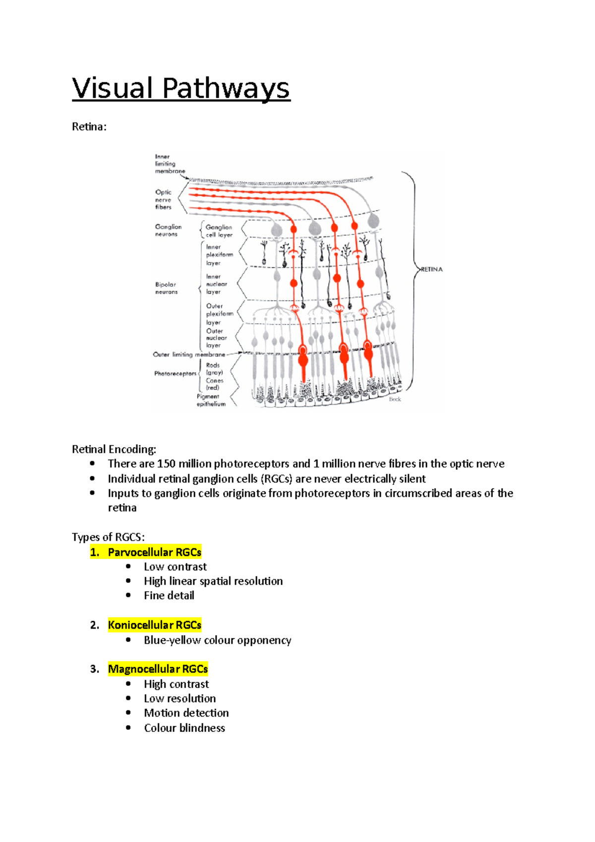 Visual Pathways - Medicine 1st year notes - Visual Pathways Retina ...