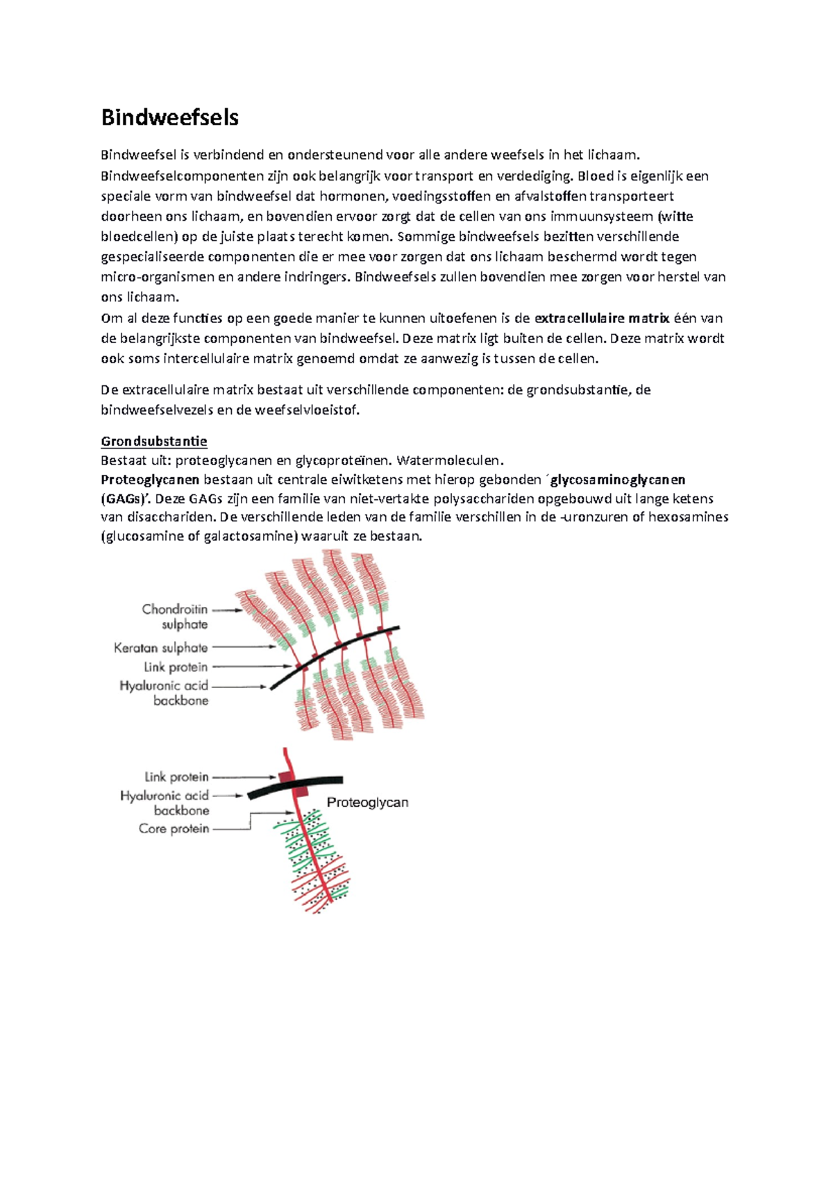 Bindweefsels histo - Bindweefsels Bindweefsel is verbindend en ...