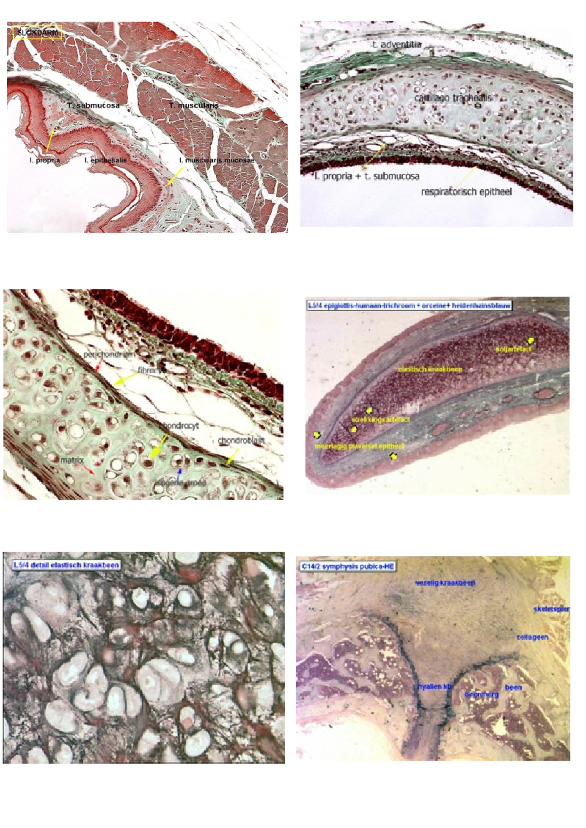 Practicum 4 Kraakbeen en bot - Histologie - Studocu