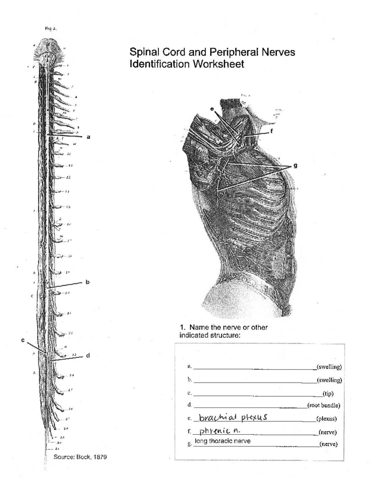 Cord-plus-nerves-worksheet - he 3. Spinal Cord and Peripheral Nerves ...