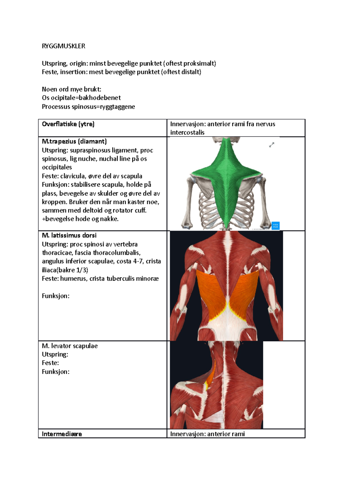 Ryggmuskler- utspring, feste og funksjon - RYGGMUSKLER Utspring, origin ...