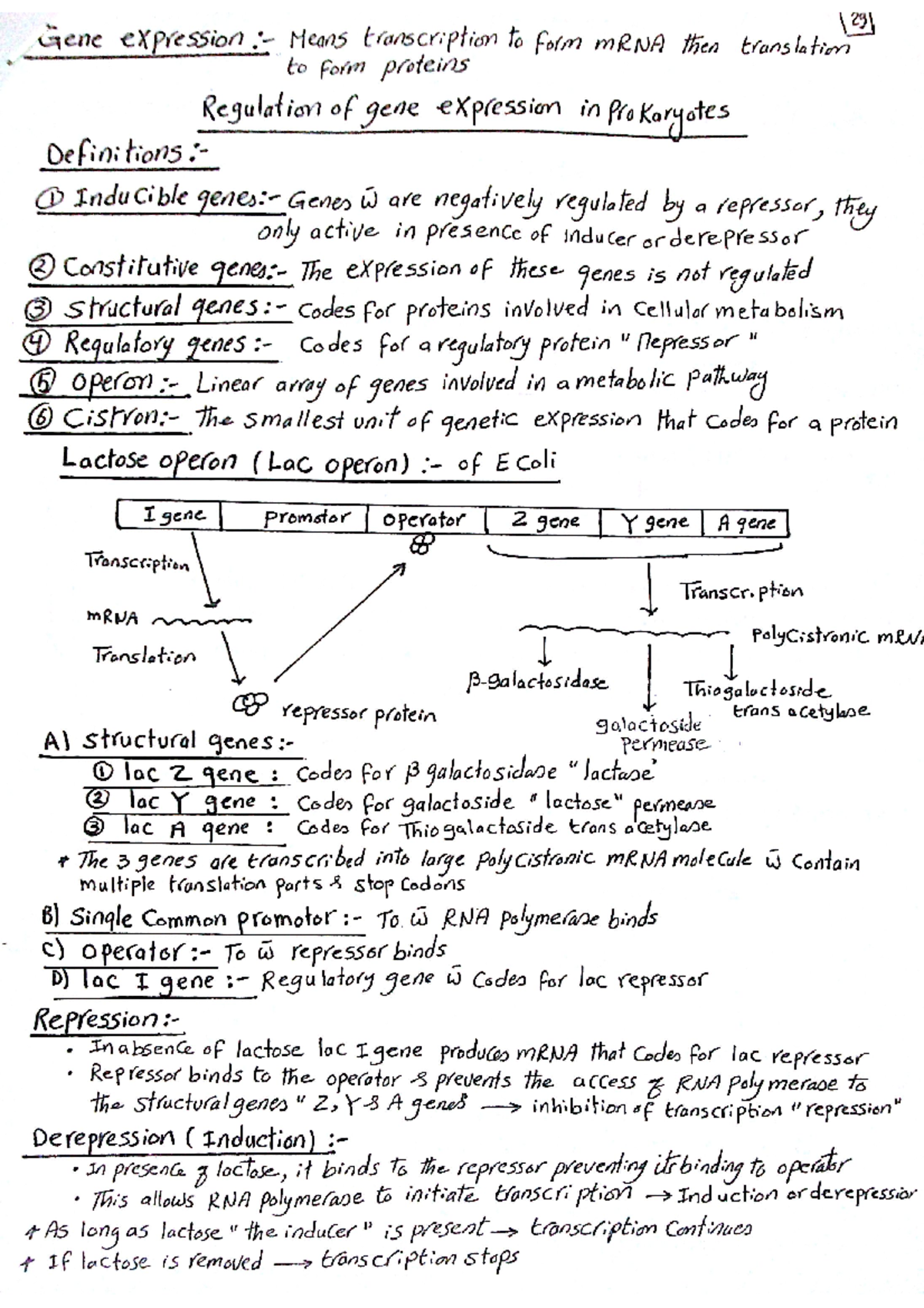Gene expression in eukaryotes, Gene alteration, Transcription, protein ...
