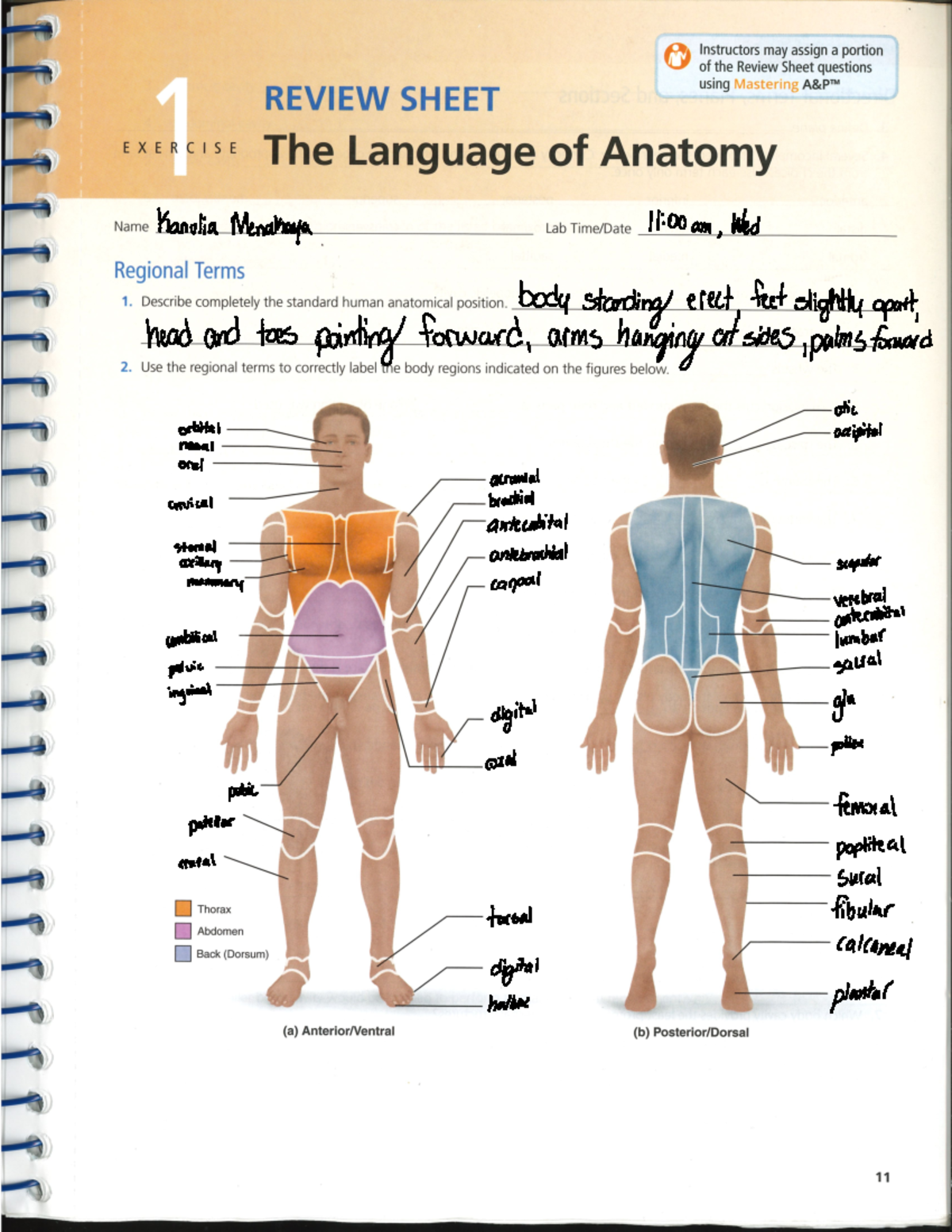 Lab manual hw 1 - Kanulia Menahaya 11 : 00am , Wed body standing erect ...
