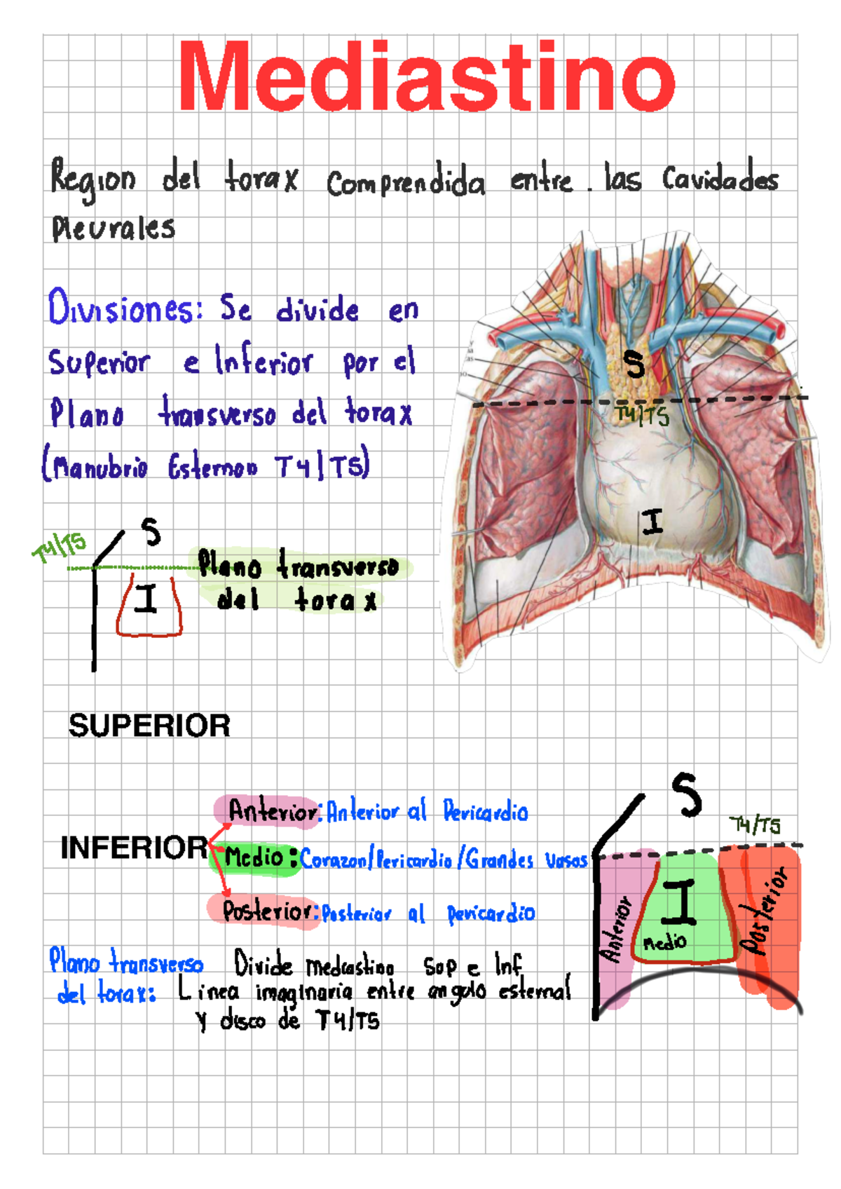 Mediastino - Anatomía - Mediastino SUPERIOR INFERIOR IRRIGACION ...
