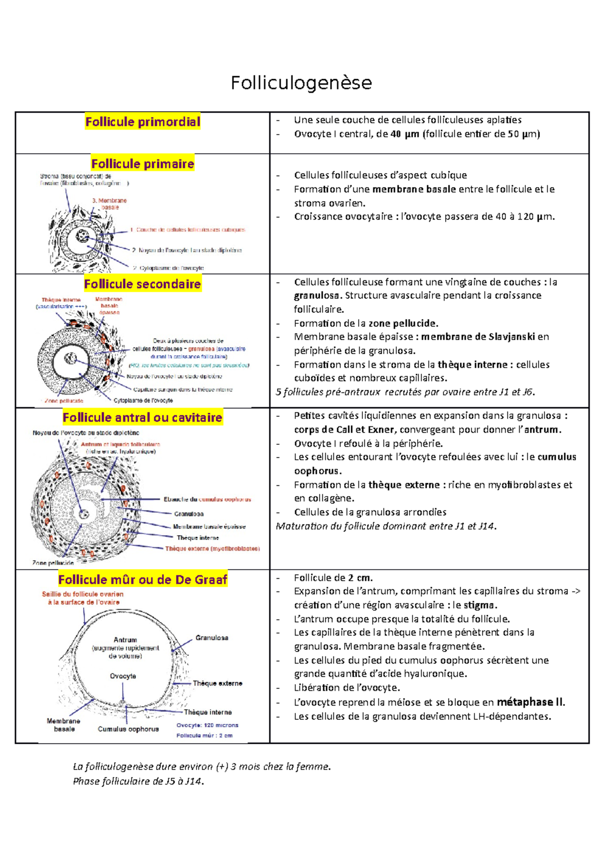 8MM Folliculogenese - Fiches méiose - Folliculogenèse Follicule ...