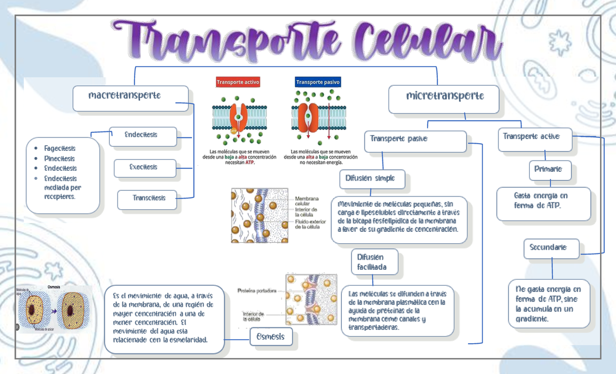 Mapa transporte celular remodel - Transporte Cebrear Transporte activo ...