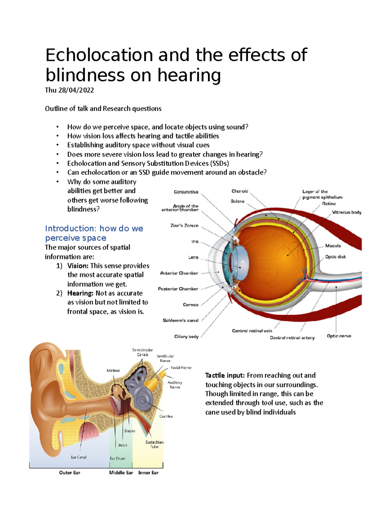 Echolocation and the effects of blindness on hearing - Echolocation and ...