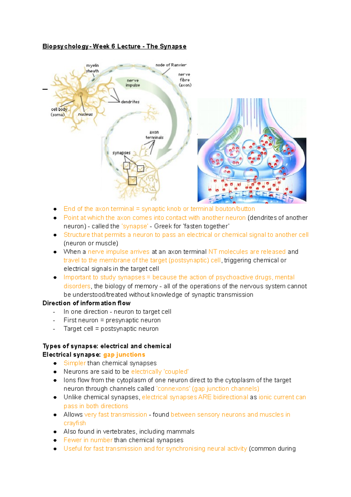 Biopsych - Week 6 + 7 - synapse and psychopharmacology - Biopsychology ...