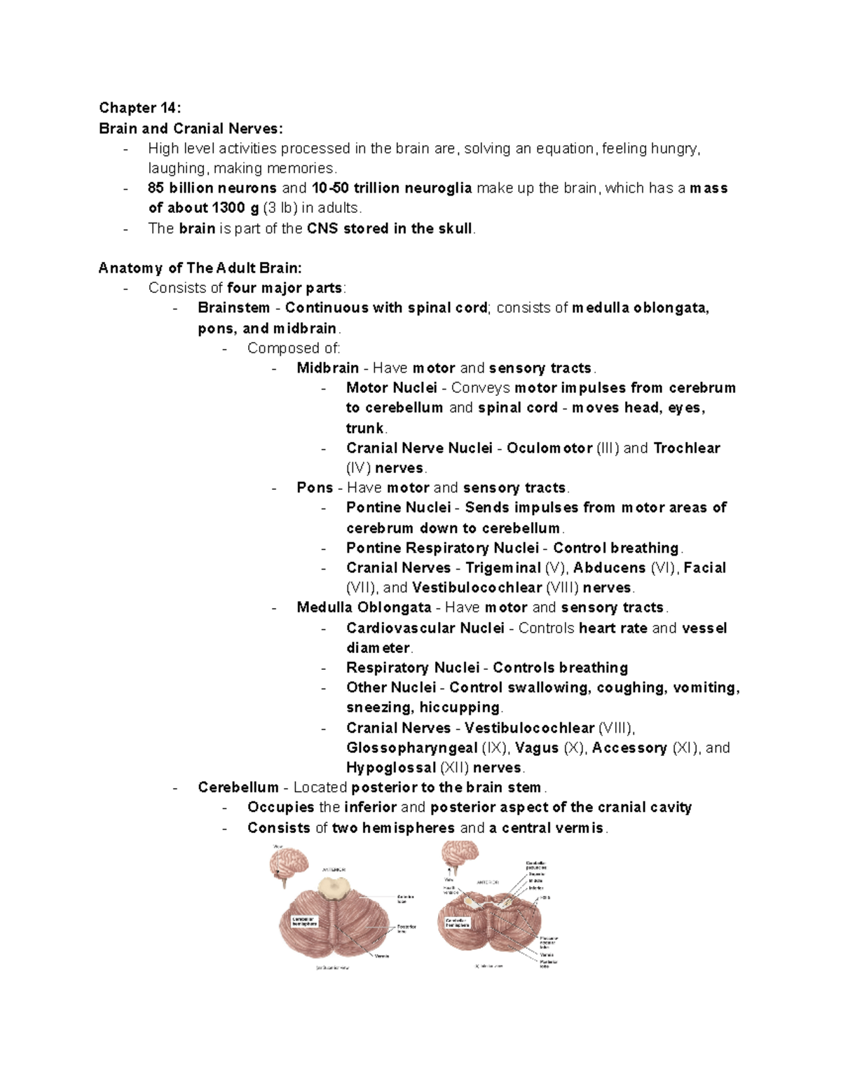 Anatomy and Physiology Lecture - Chapter 14, Brain and Cranial Nerves - Chapter 14: Brain and ...