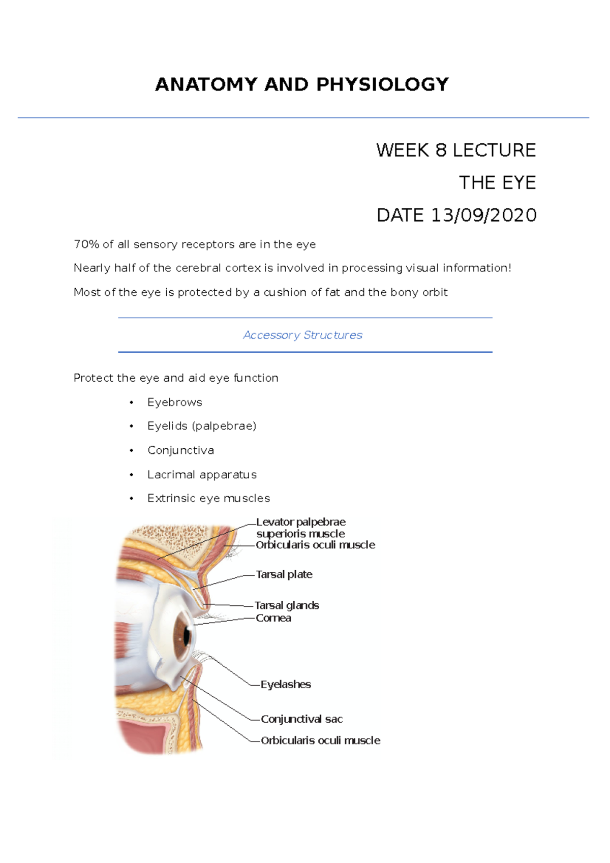A&P WK 8 EYE - parts of the eye anatomy & function - Levator palpebrae ...