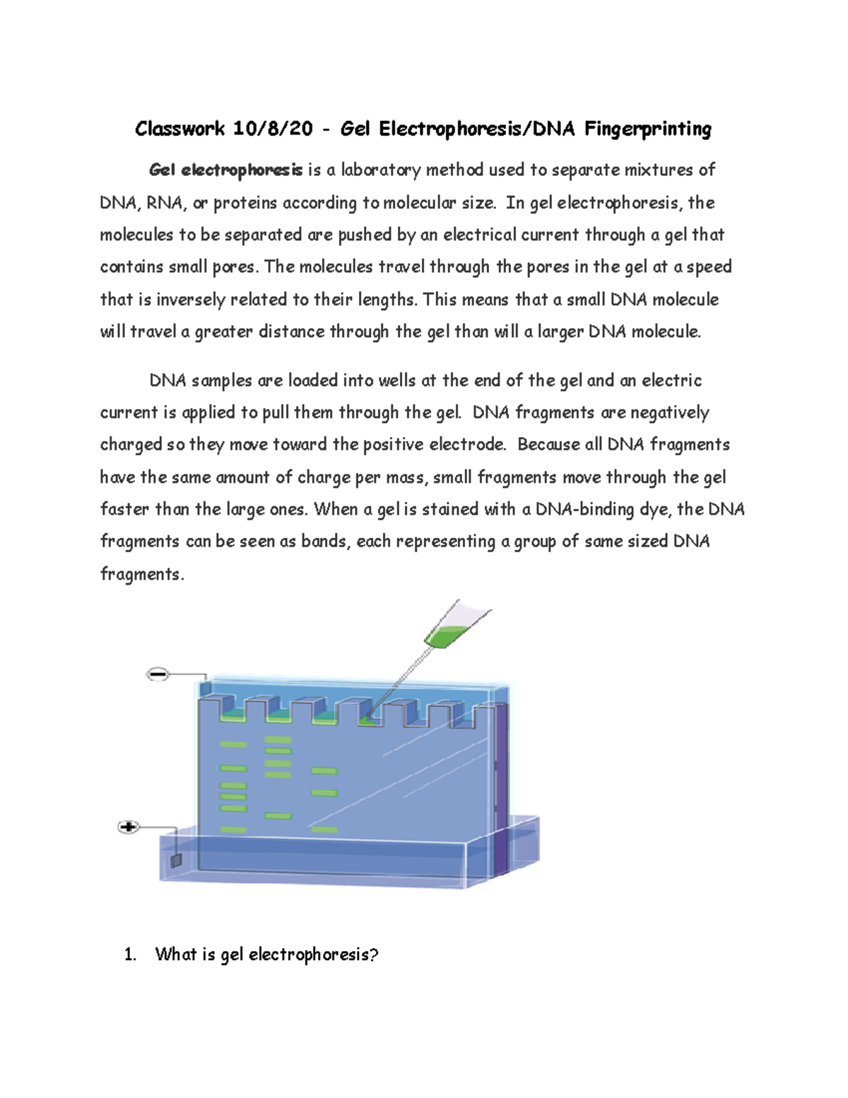 Classwork 10 8 20 Gel Electrophoresis DNA Fingerprinting - Classwork 10 ...