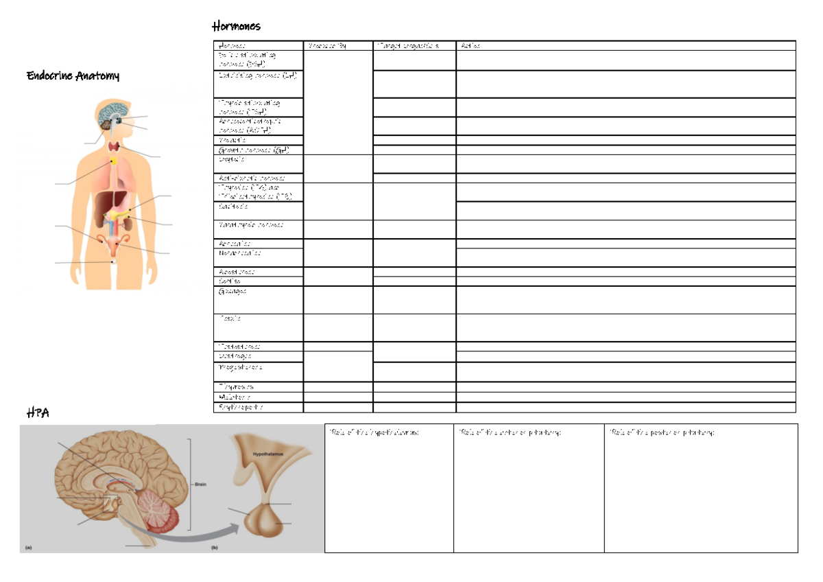 Endocrine Summary Blank - Hormone Produced By Target Organ/Cells Action ...