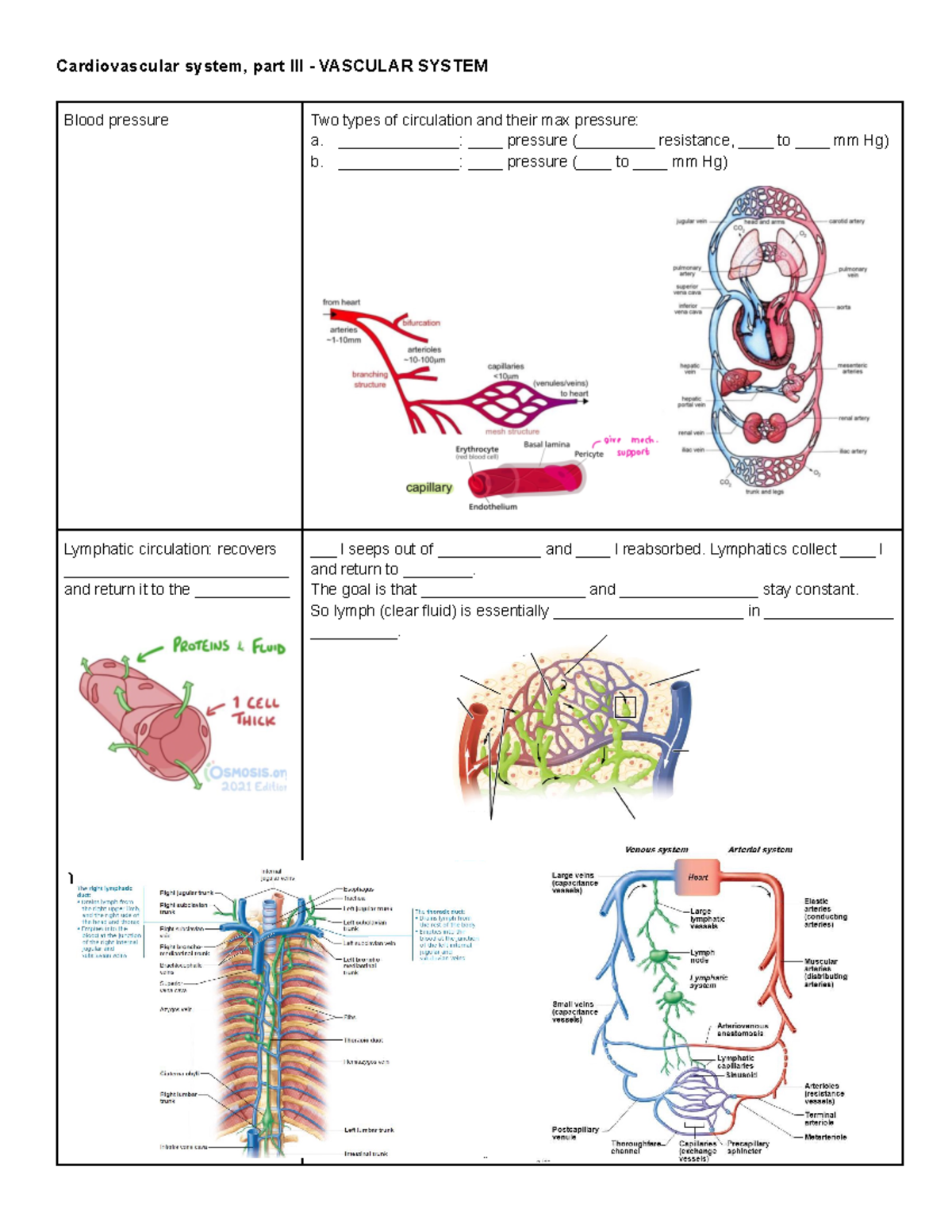 Cardiovascular Lecture 3 Vascular System Practice - Cardiovascular ...