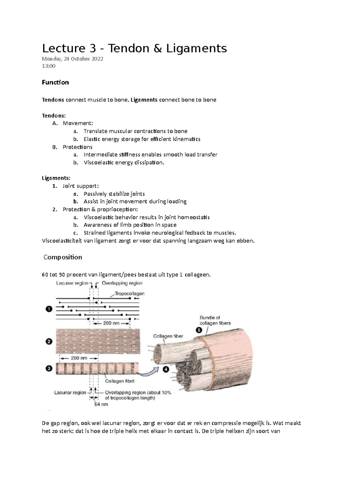 Structure and function of joints - Joints and Ligaments - Lecture 3 ...