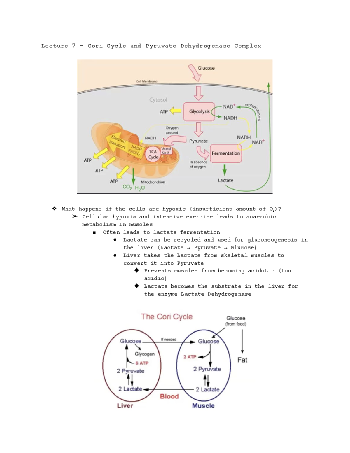 Cori Cycle and PDC Mechanism - Lecture 7 - Cori Cycle and Pyruvate ...