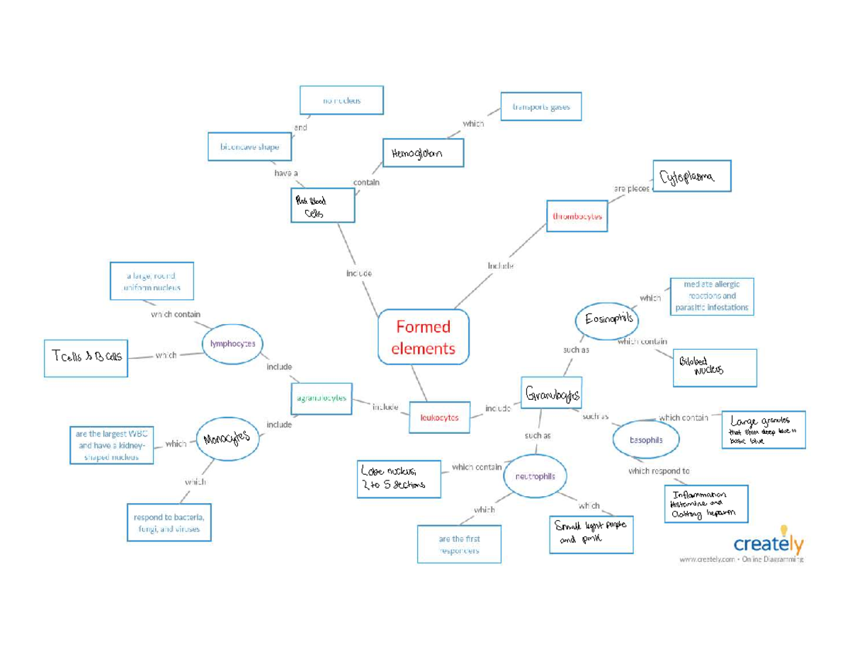 Blood+Concept+Map edited - no nucleus transports gases and which ...